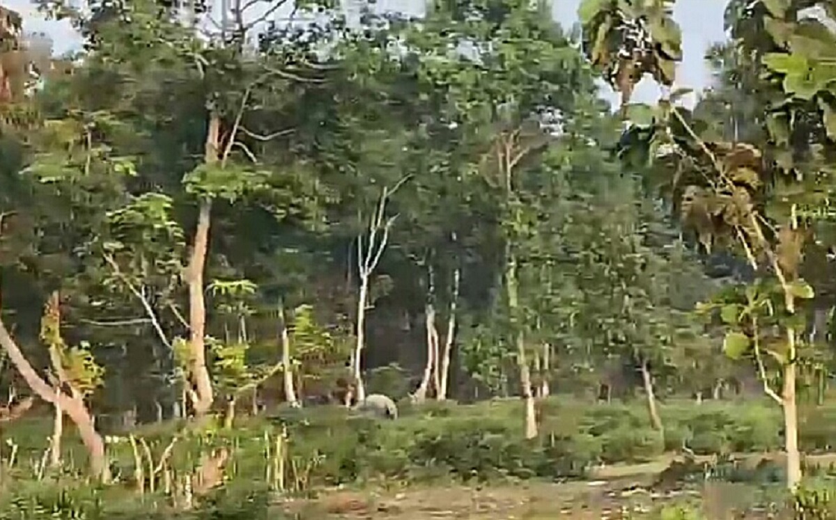 রাত থেকে ভোর দাপিয়ে বেড়ালো হাতি - Purbottar